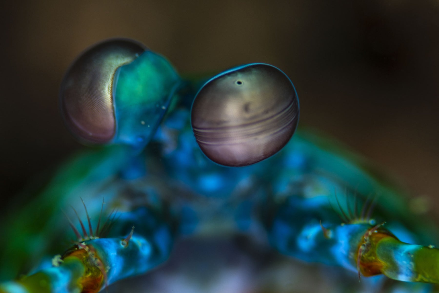 What and How Do Color Blind People See? | EnChroma