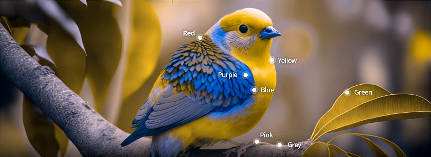 Common Types of Color Blindness | Types of Color Vision