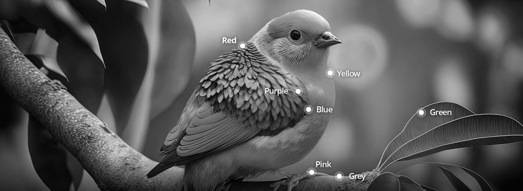 Common Types of Color Blindness | Types of Color Vision