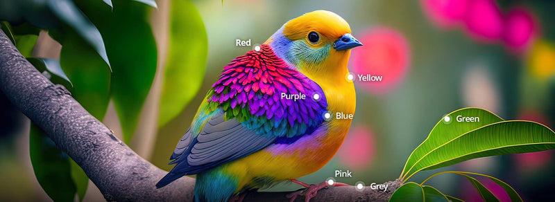 Common Types of Color Blindness | Types of Color Vision